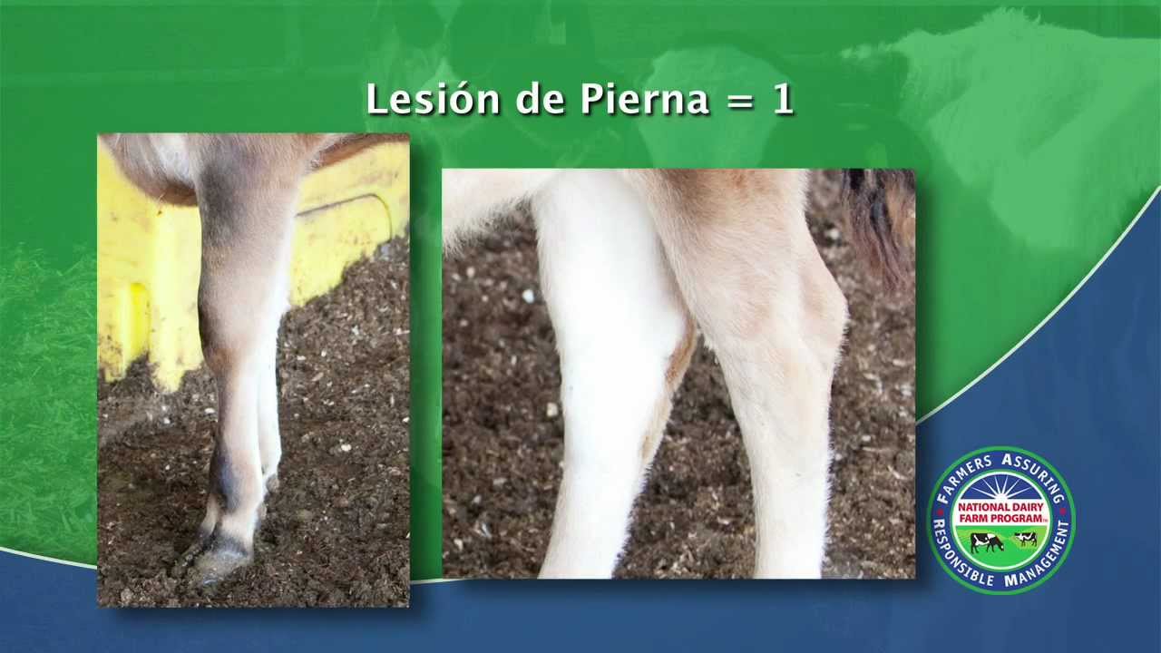 Como Calificar las Lesiones del Corvejón en Vacas Lecheras - YouTube