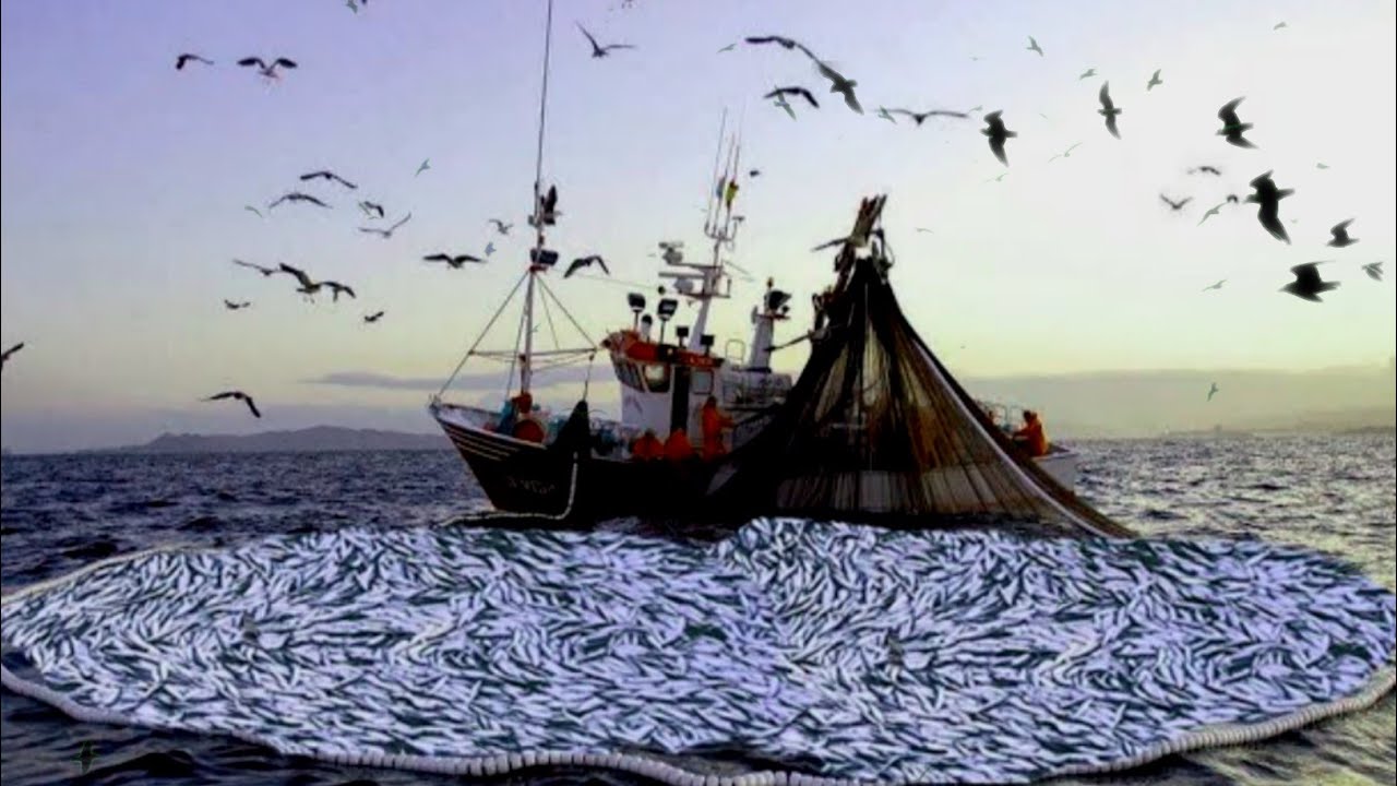 Nelayan pukat jerut Tradisional indonesia Menangkapa ikan cakalang ...
