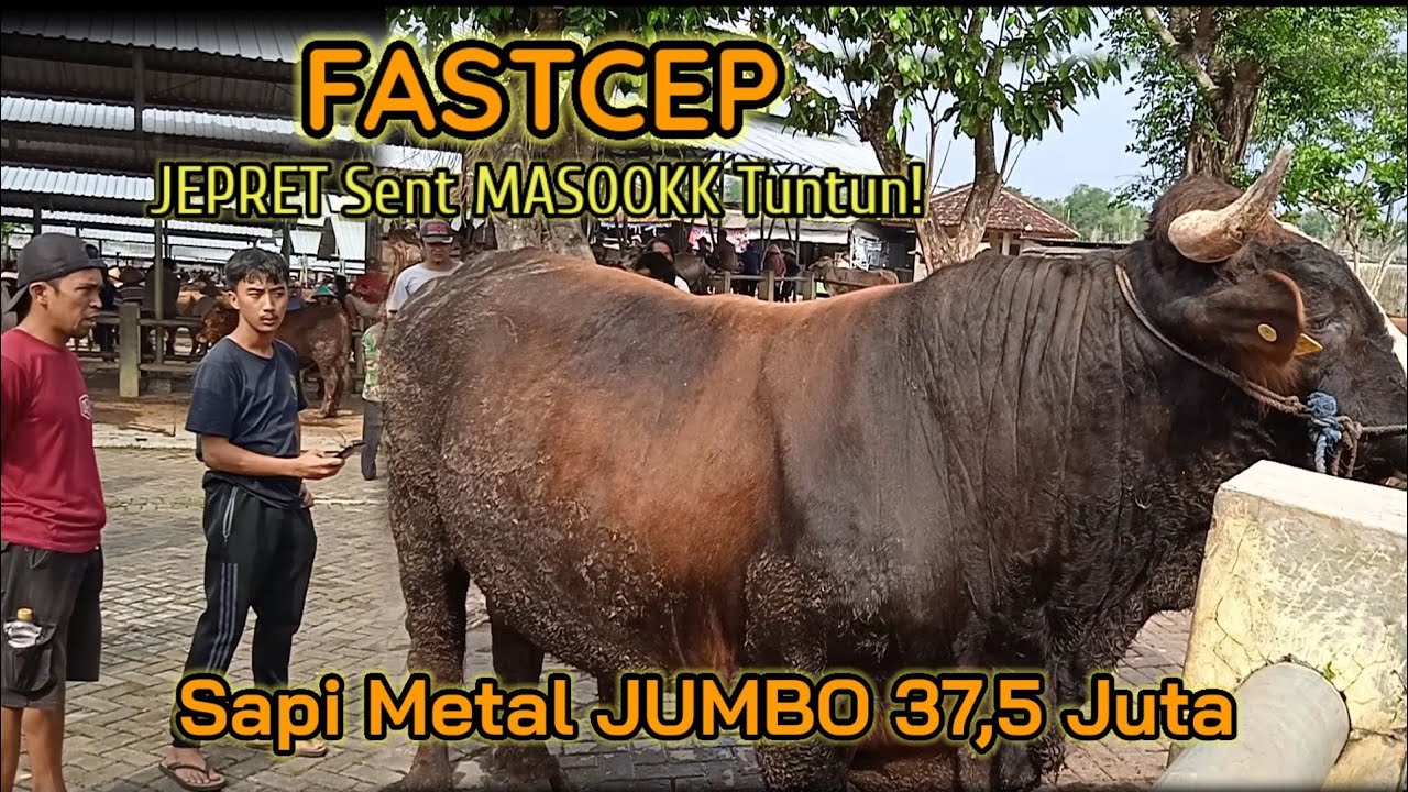 Jepret Kirim Deal! Fascep Sapi Metal JUMBO 37,5 Juta Langsung Sikat ...