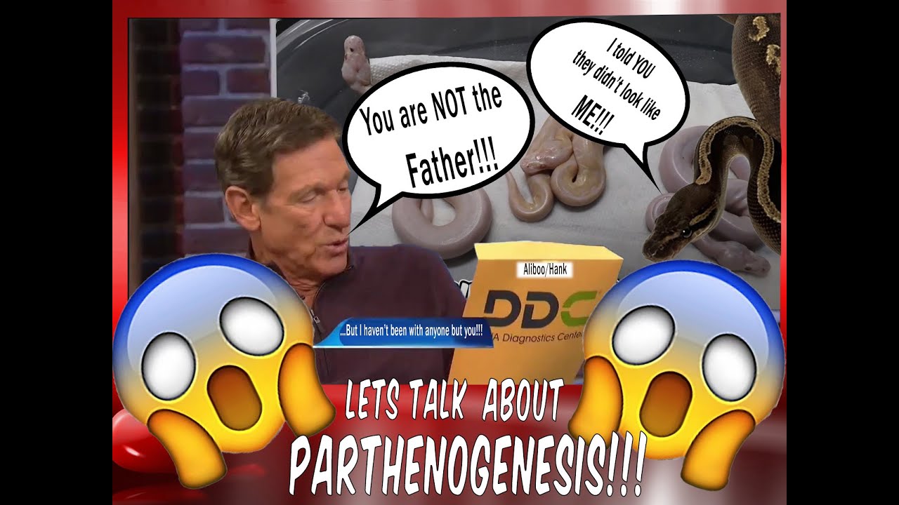 WTF Ball Python Clutch without a Daddy!! #ballpython #parthenogenesis - YouTube