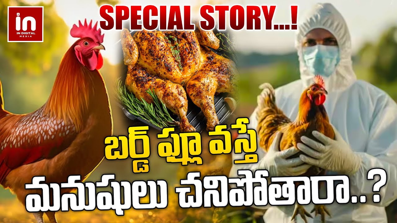 Tension Over Bird Flu in Telugu States | Bird Flu Effect On Humans ...