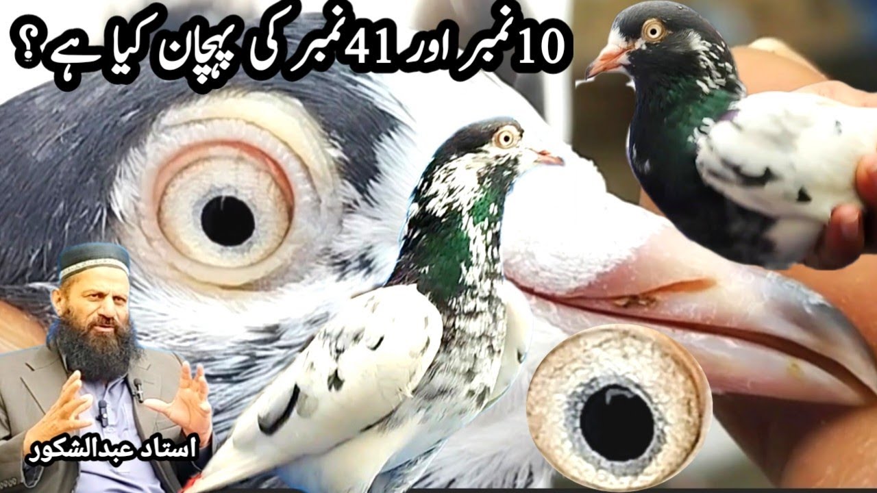 What is the identity of teddy pigeon? || Ustad Abdul shakoor || teddy ...