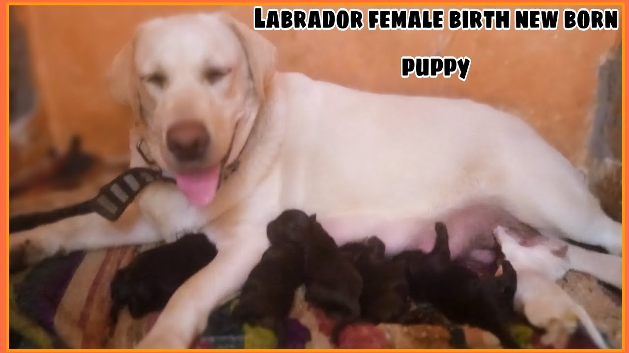 My labrador female candy birth new born baby 🐥🍼#labrador#viralvideo # ...