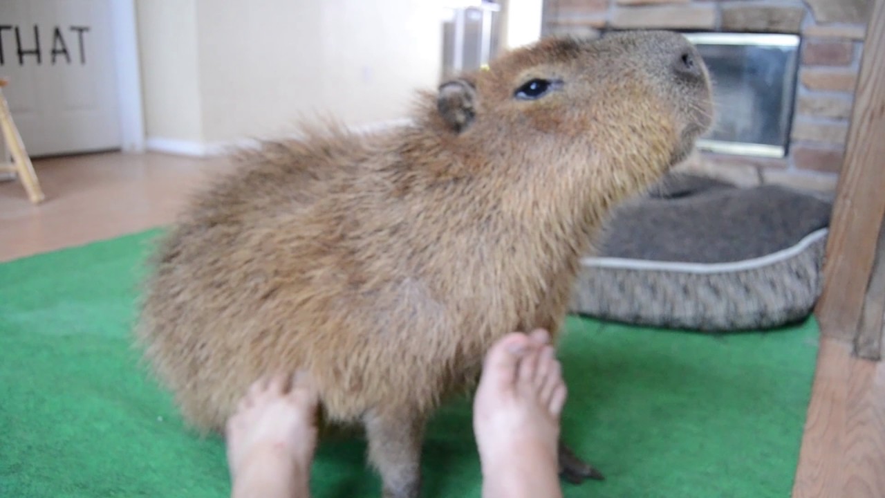 Capybara Foot Rub - YouTube