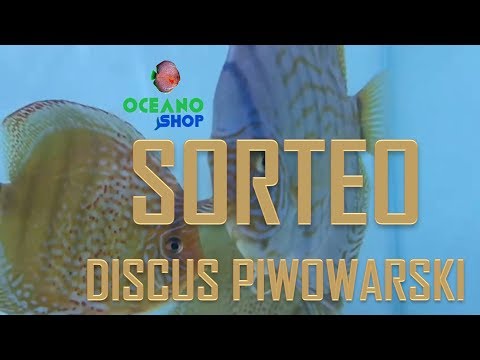Sorteo disco piwowarski en oceanoshop