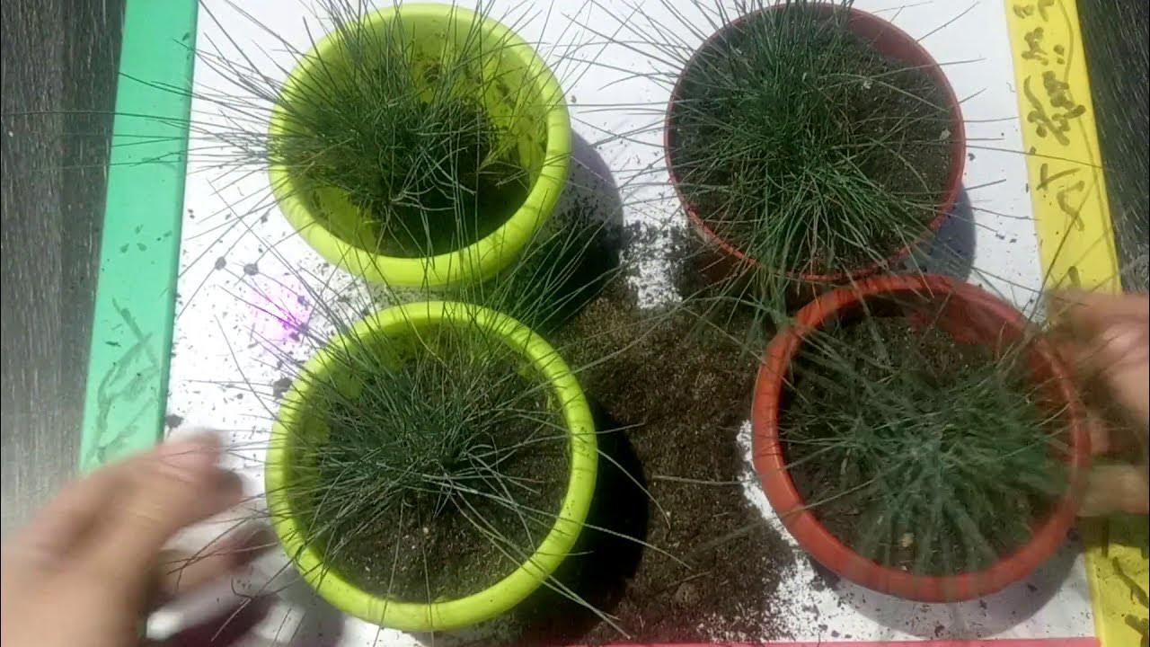 Овсяница ледниковая - YouTube