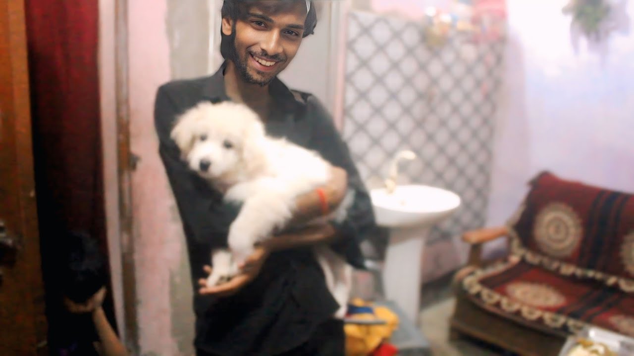 Adopted! 24 Hrs My Friends Breed Lasa Dog 🐕 Day -11 - YouTube
