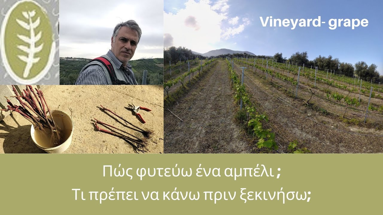 Πώς φυτεύω ένα αμπέλι; Τι πρέπει να κάνω πριν ξεκινήσω; - YouTube