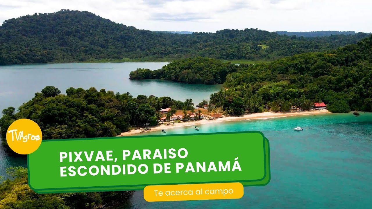 Pixvae, Paraiso escondido de Panamá - TvAgro por Juan Gonzalo Angel ...
