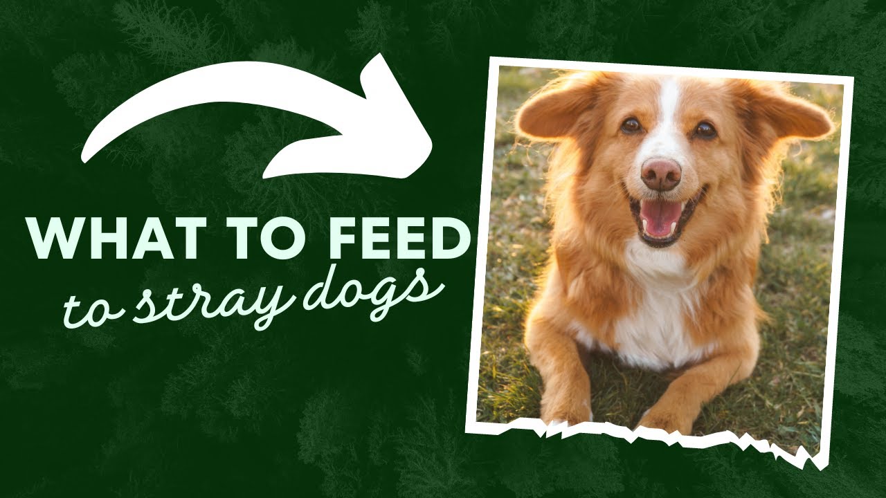 What to feed to the street dogs | Feeding stray animals during Lockdown ...