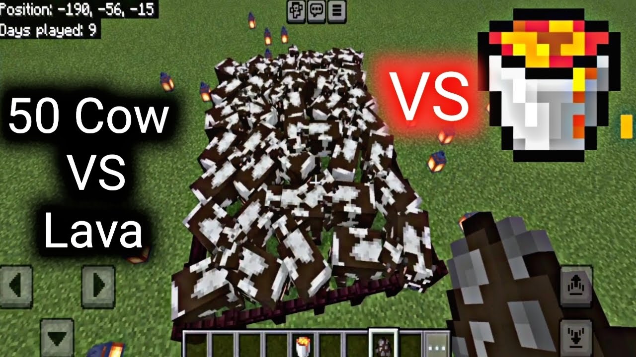 50 Cow🐄 vs lava (Minecraft Pocket edition ) - YouTube
