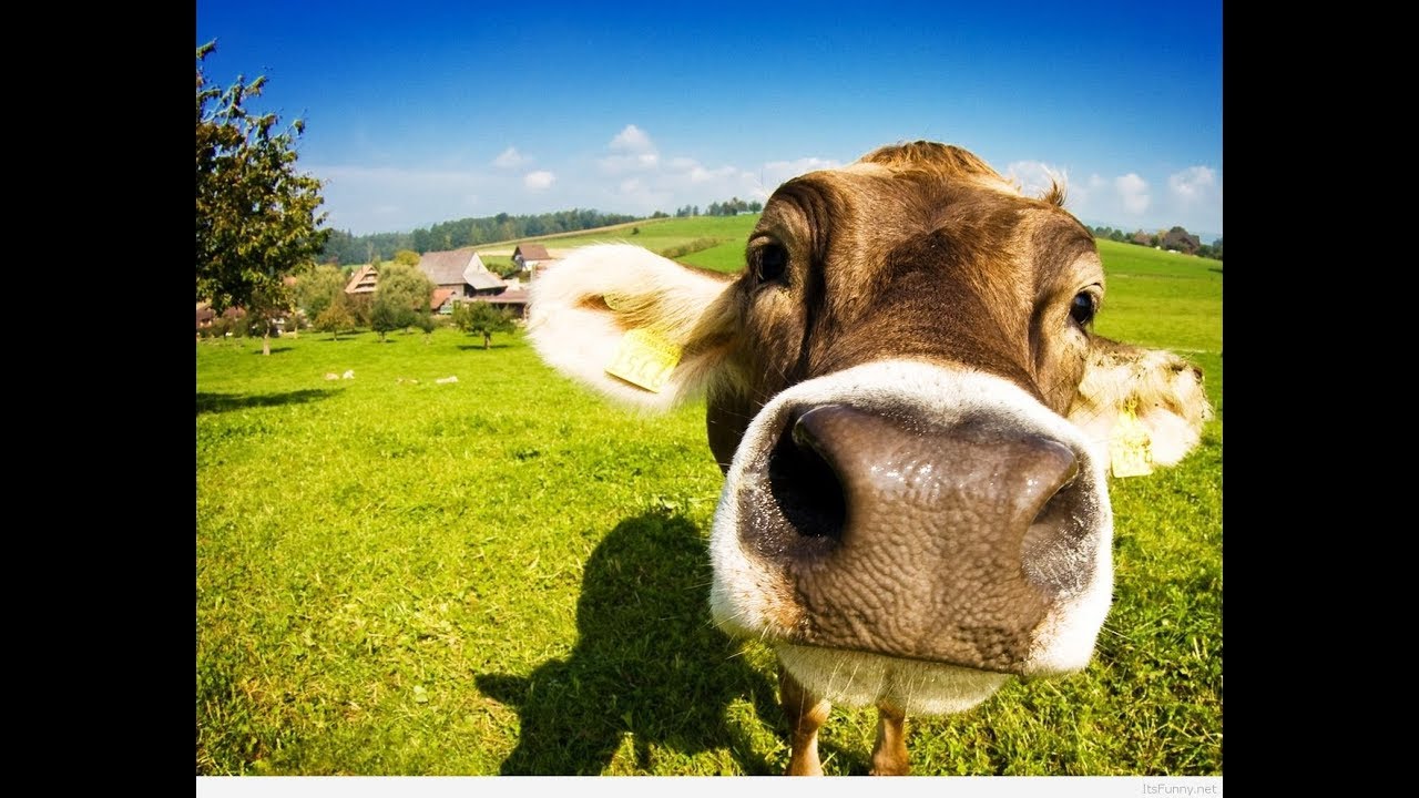 Funny cow talking - YouTube