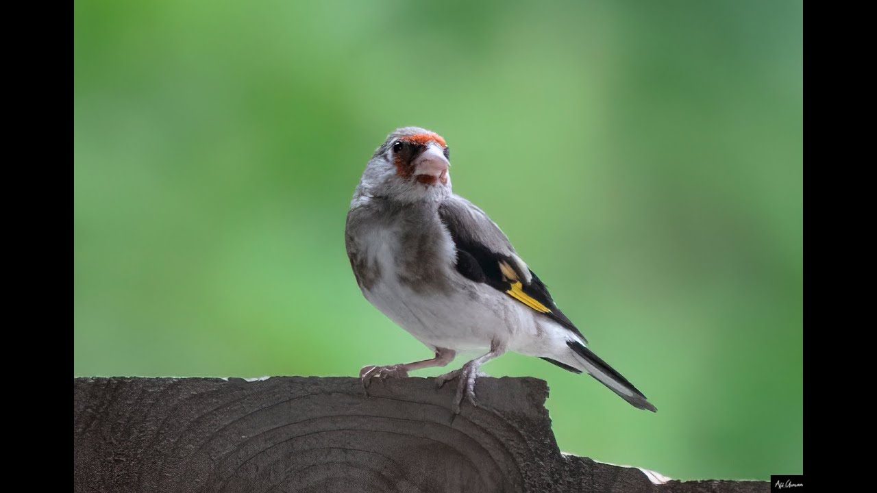 Birds of Swat - YouTube