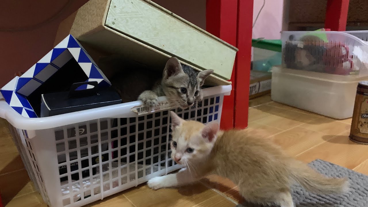 Adorable kittens having fun. They are so cute and funny. - YouTube