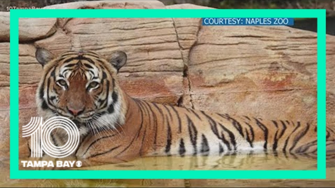 Critically endangered tiger dead after biting man's arm at Florida zoo ...