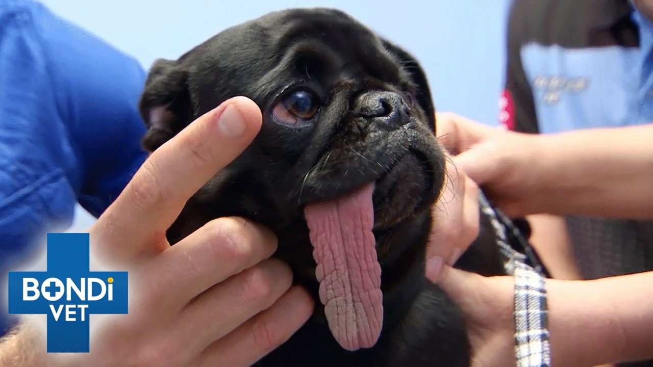 Pug's Tongue Is SO Long It's Hanging Out | Bondi Vet Full Episode - YouTube