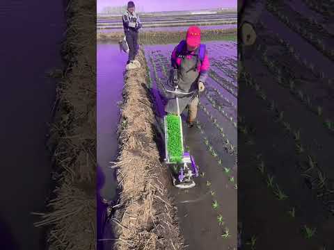 Alat pertanian sederhana dan kreatif buatan sendiri  mesin tanam padi #gardening #short #pertanian