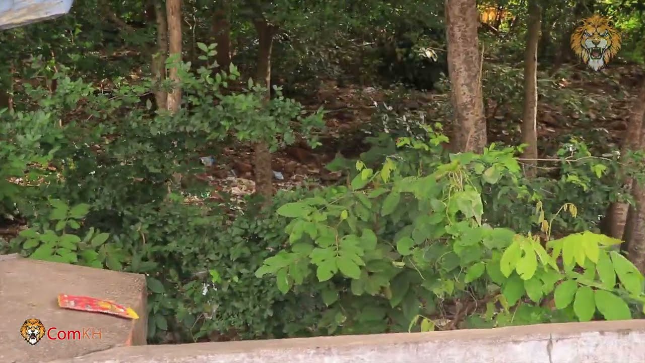 Monkey video. Fake Snake Prank Monkey. How Monkey Live & For In Group ...