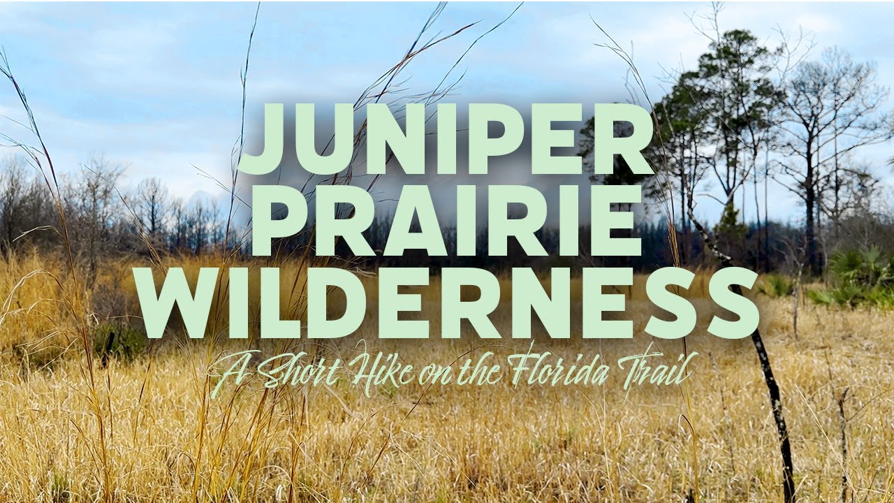 Florida Trail | Juniper Prairie Wilderness | Silent Hiking - YouTube