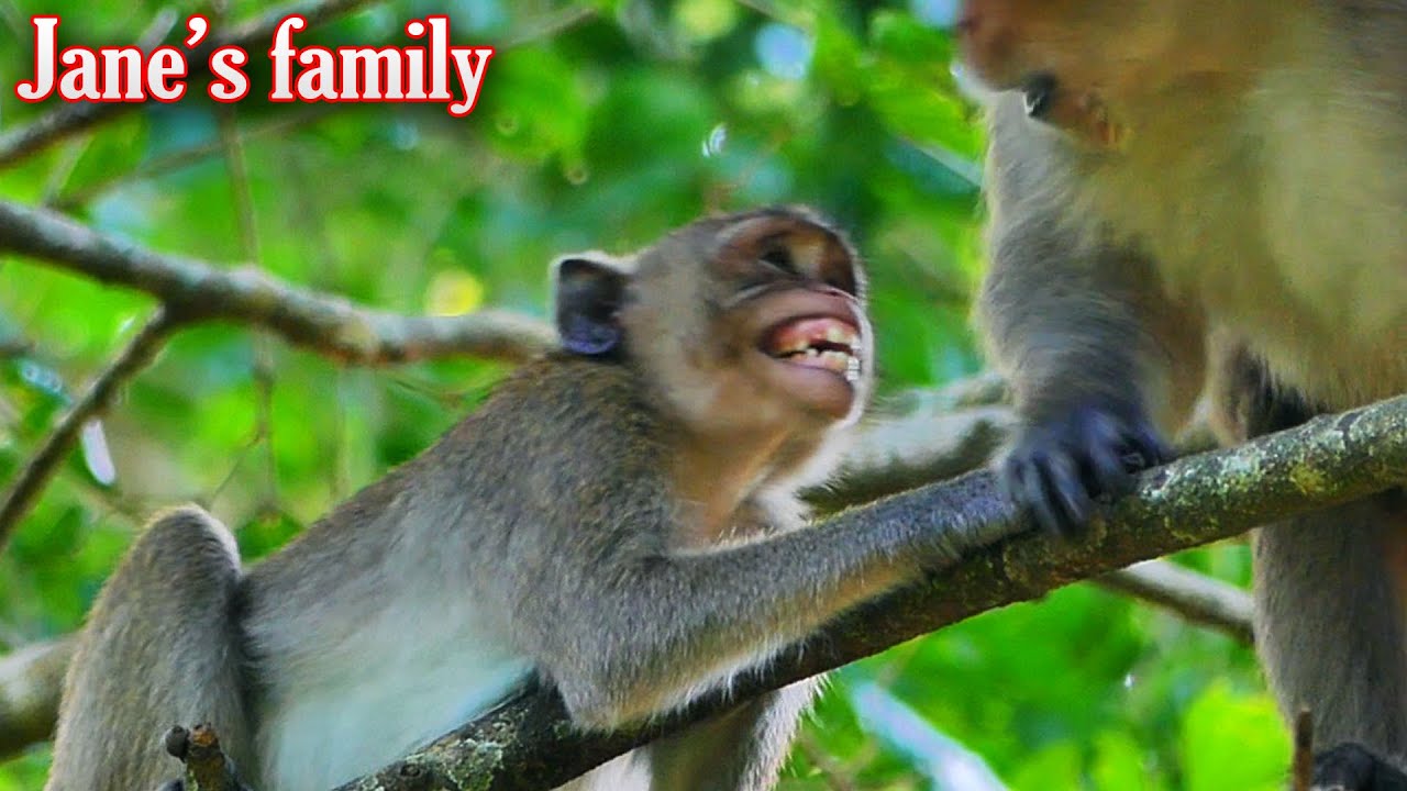 Beautiful Jazzy with Papa Joey, Wonderful wildlife - YouTube