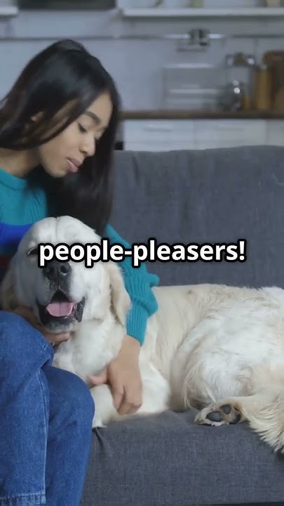 Why Golden Retrievers Are So Easy to Train - YouTube