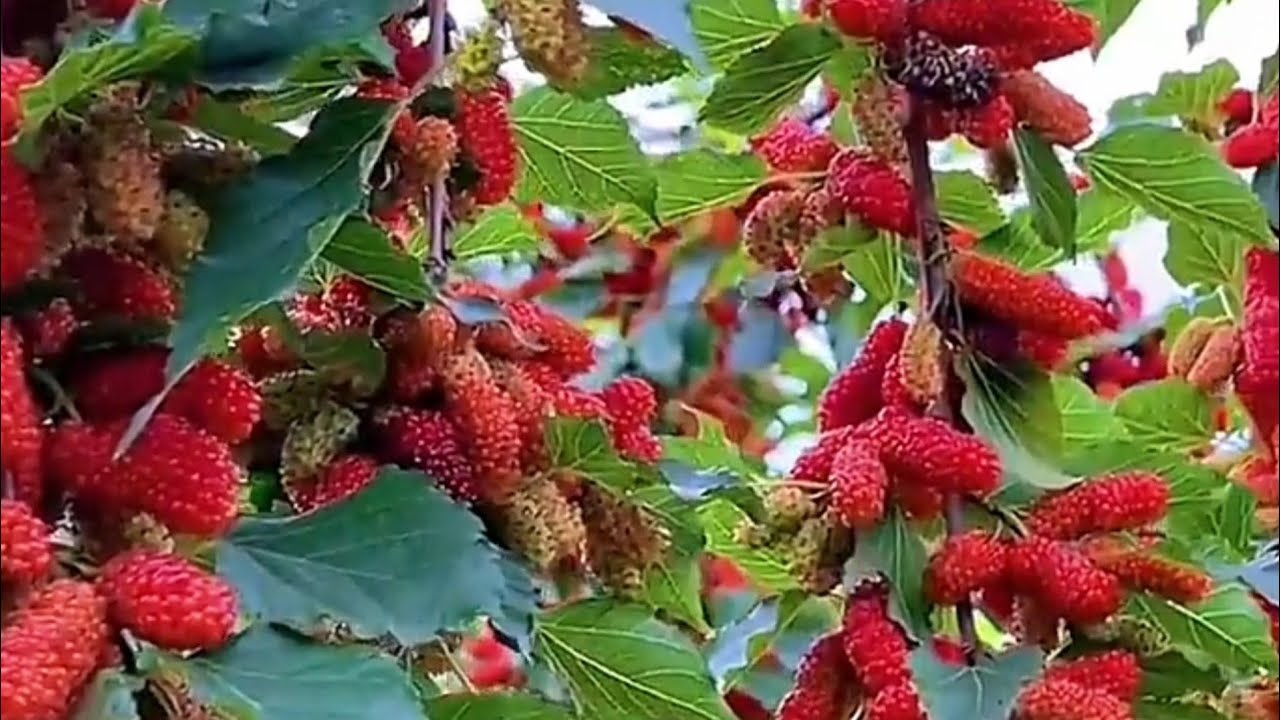 AMAZING FRUIT ESTATE - YouTube