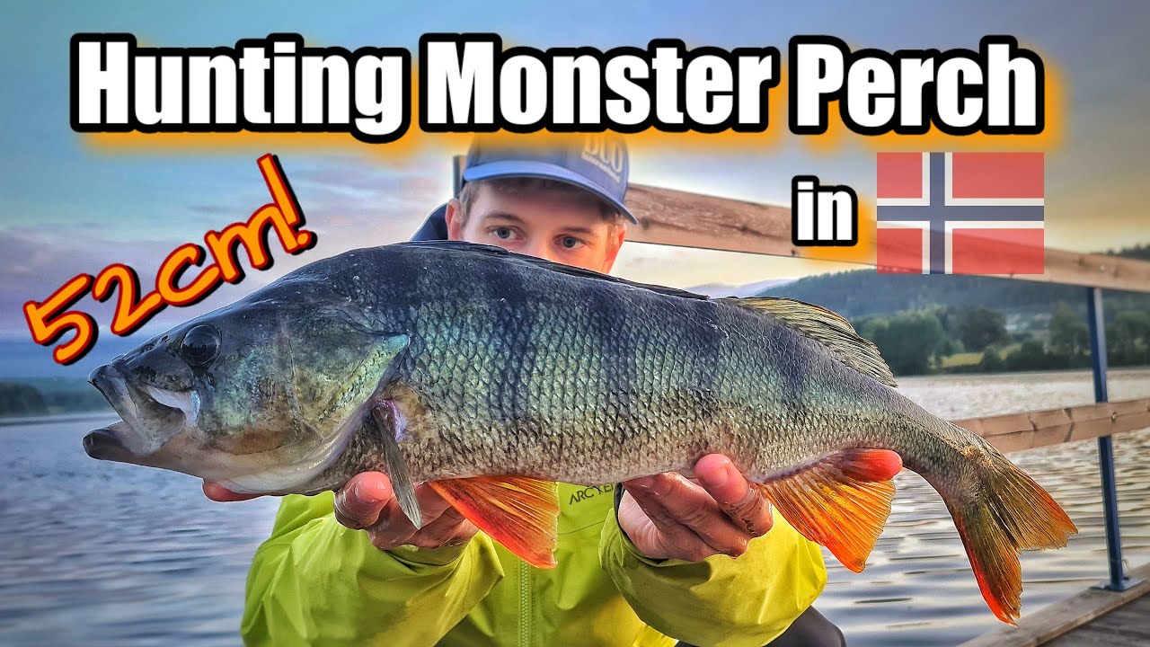 Hunting MONSTER PERCH in NORWAY (2x 50+) / The best ultra light perch ...