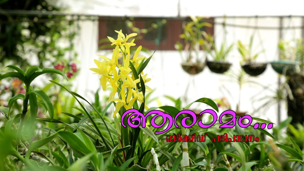 Aaramam_Lissy Joseph_ Episode 02 - YouTube