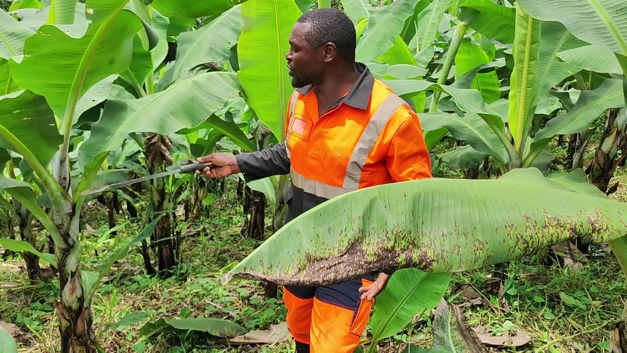 Devenir multimillionnaire dans la culture de la banane, sans vendre la ...
