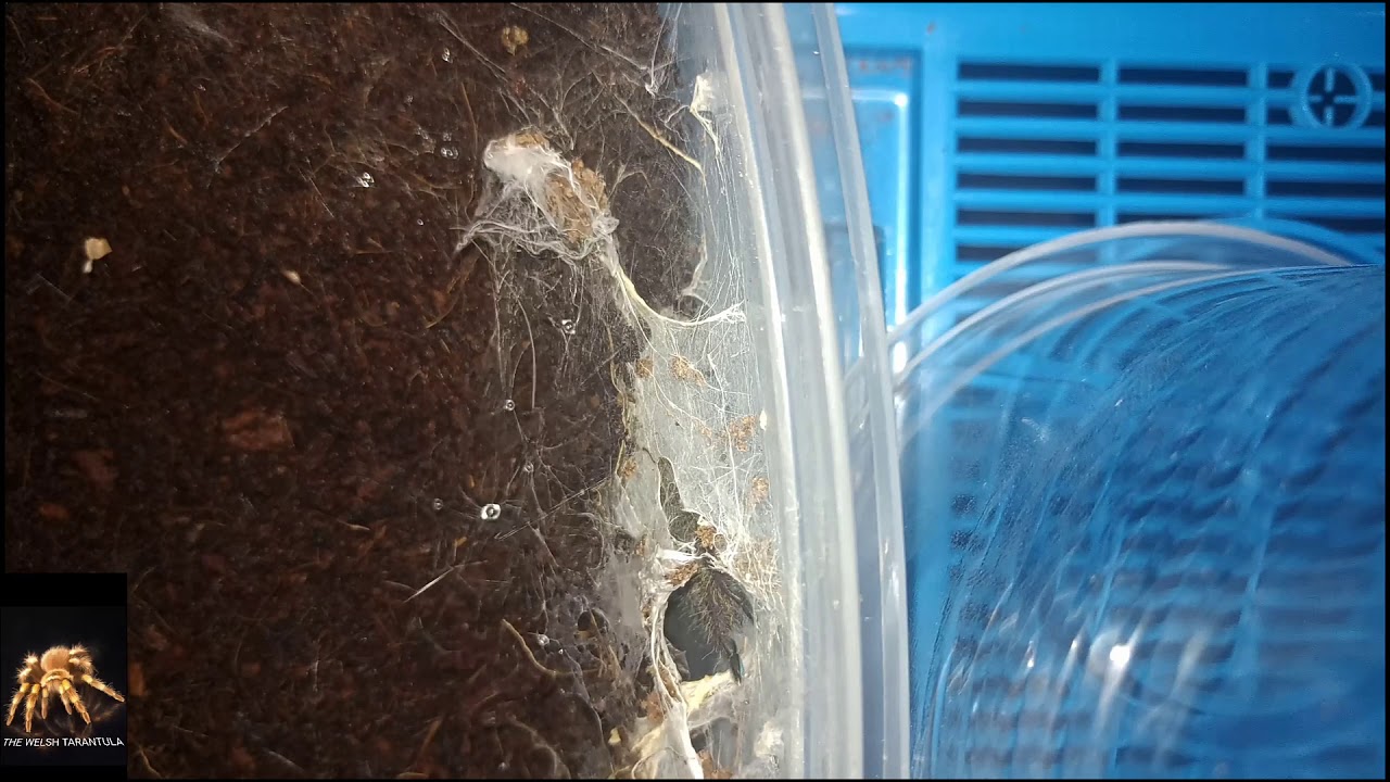 Feeding my tarantula slings - YouTube