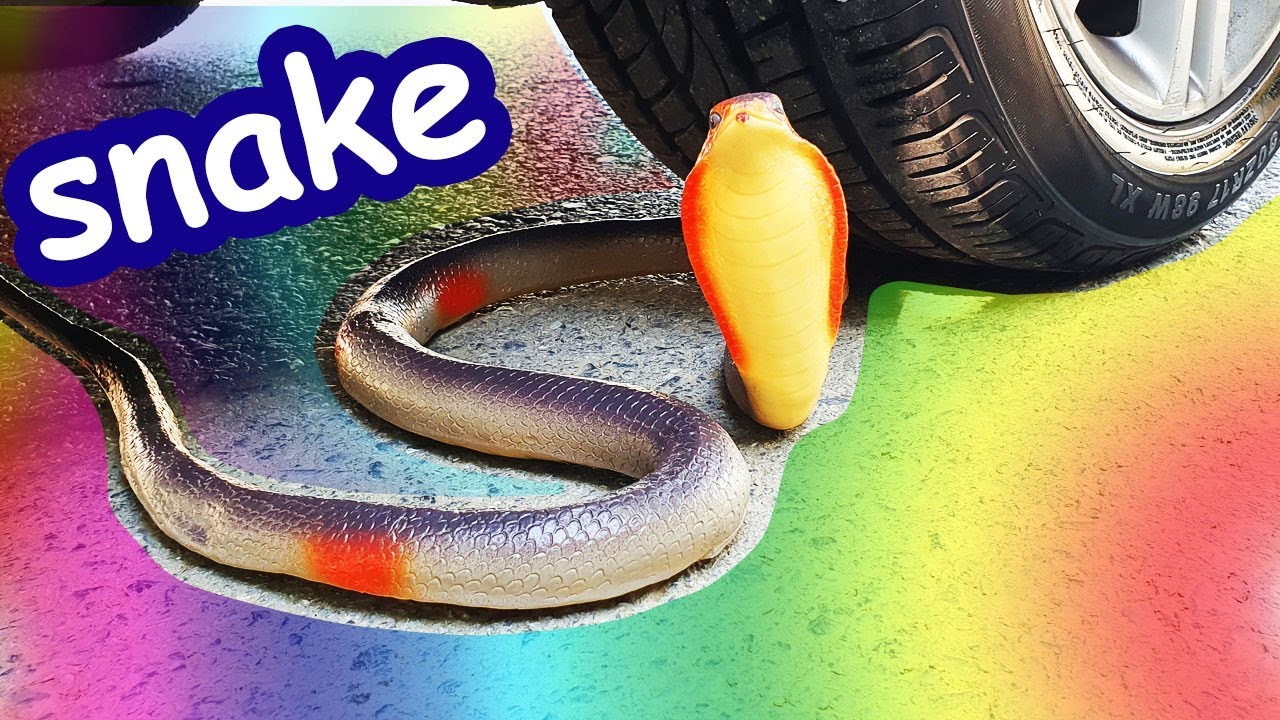 With Car Tire Crushing Crunchy Soft Things - Snake Vs Car - YouTube