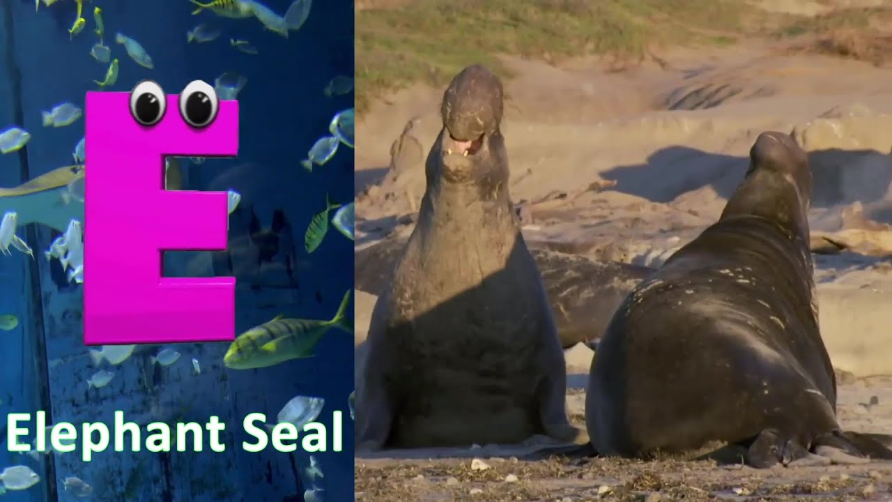Sea Animals ABC Song | Sea Animals Alphabet Song | Learn The Names of ...