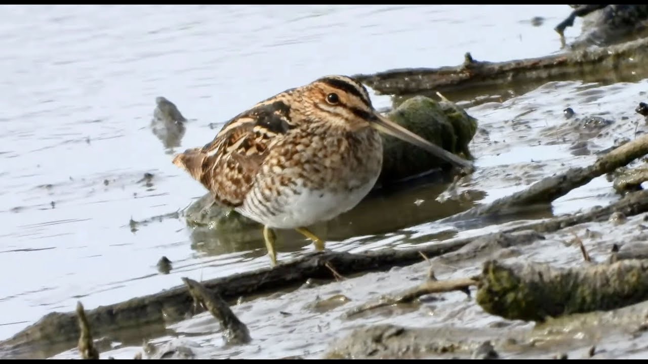 Wilson’s Snipe bobbing its tails like the Spotted Sandpiper - YouTube