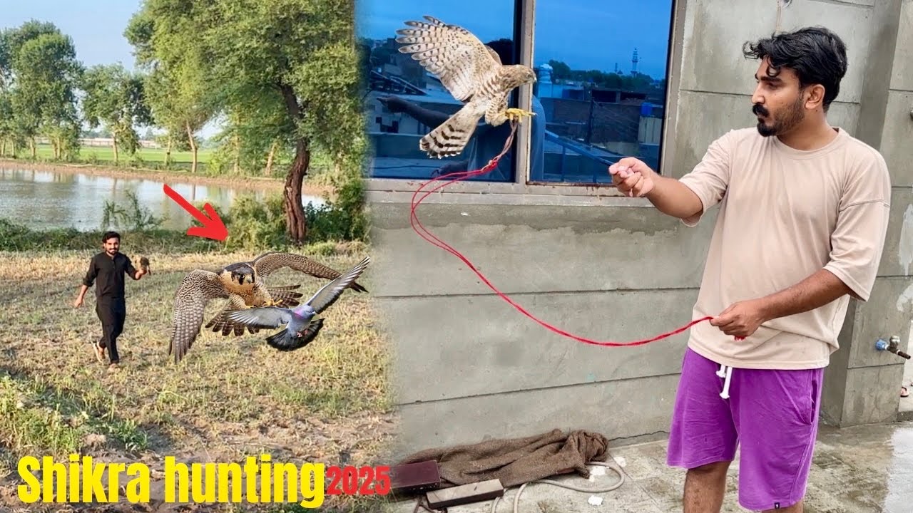 Shikra hunting water hen | Shikra traning | - YouTube