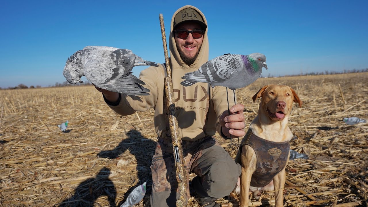 WILD Pigeon Hunting Using New Silhouette Decoys!! (Surprising Results ...