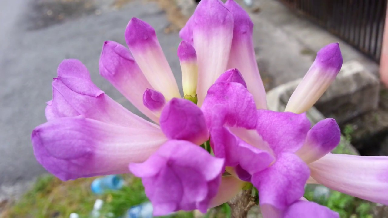 Bunga Garlic Vine/Garlic Vine Flower/Cydista Aequinoctialis Purple ...