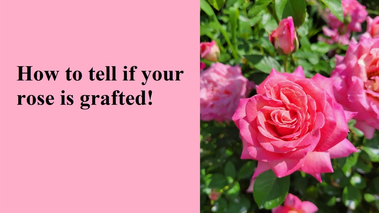How to tell if your rose is grafted! - YouTube