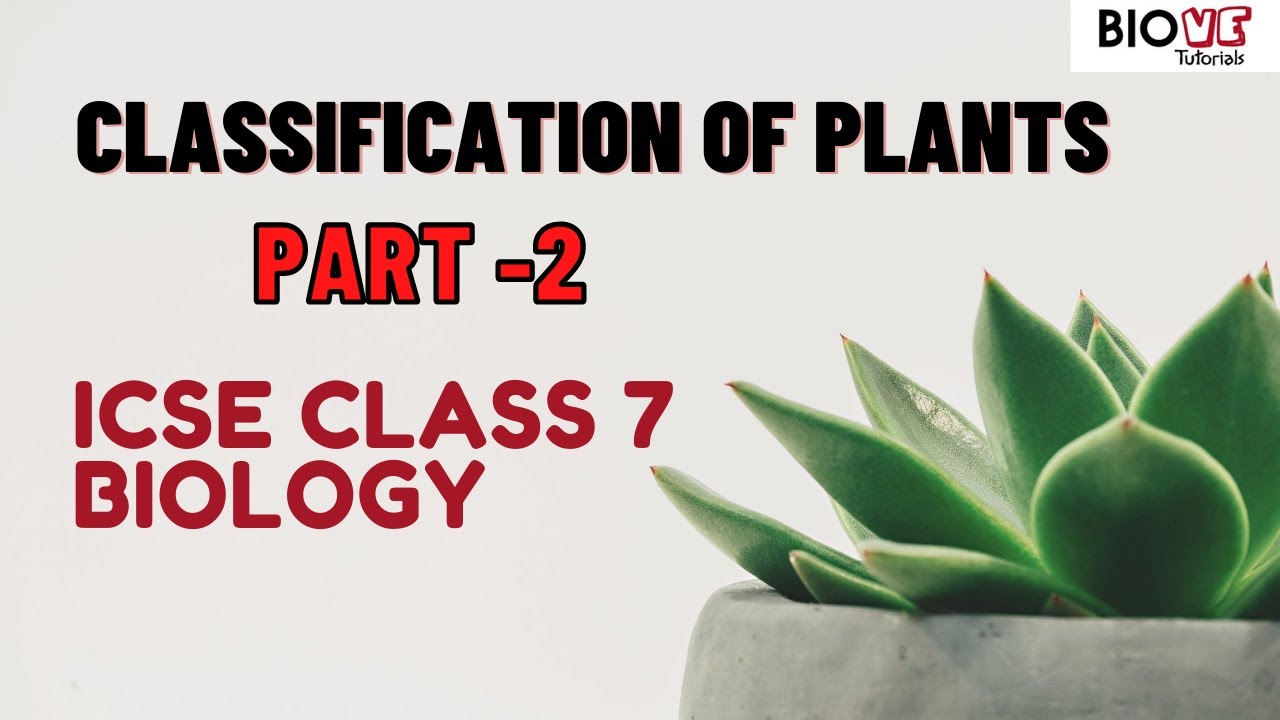 Classification of Plants | Part 2 | ICSE Class 7 Biology - YouTube