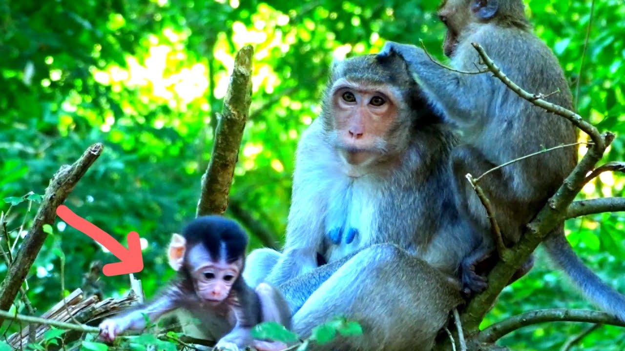 Be careful son it's your first training on the tree, mama monkey bring baby to high tree for ...