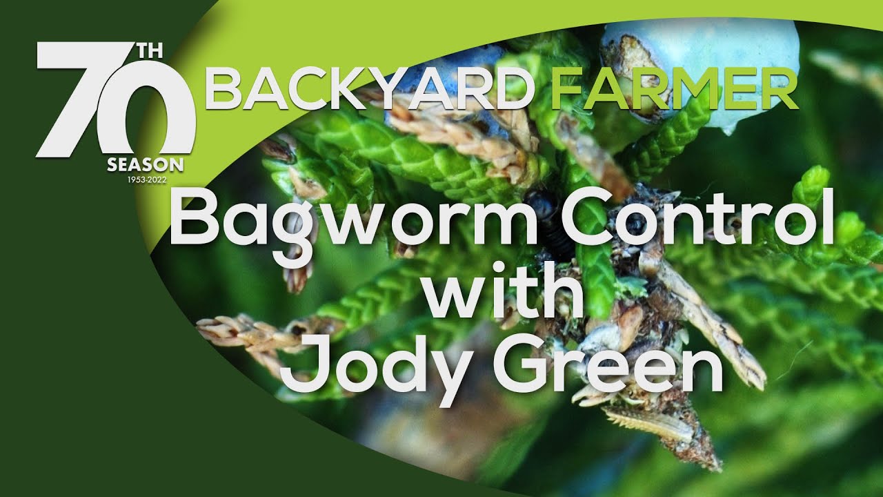 Bagworm Control - YouTube