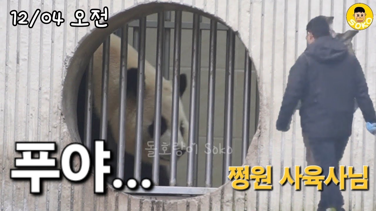 12월 04일 오전 9시~10시 푸바오 실시간 영상 우연히 지나 가다가 만난 쩡원 사육사님 Youtube
