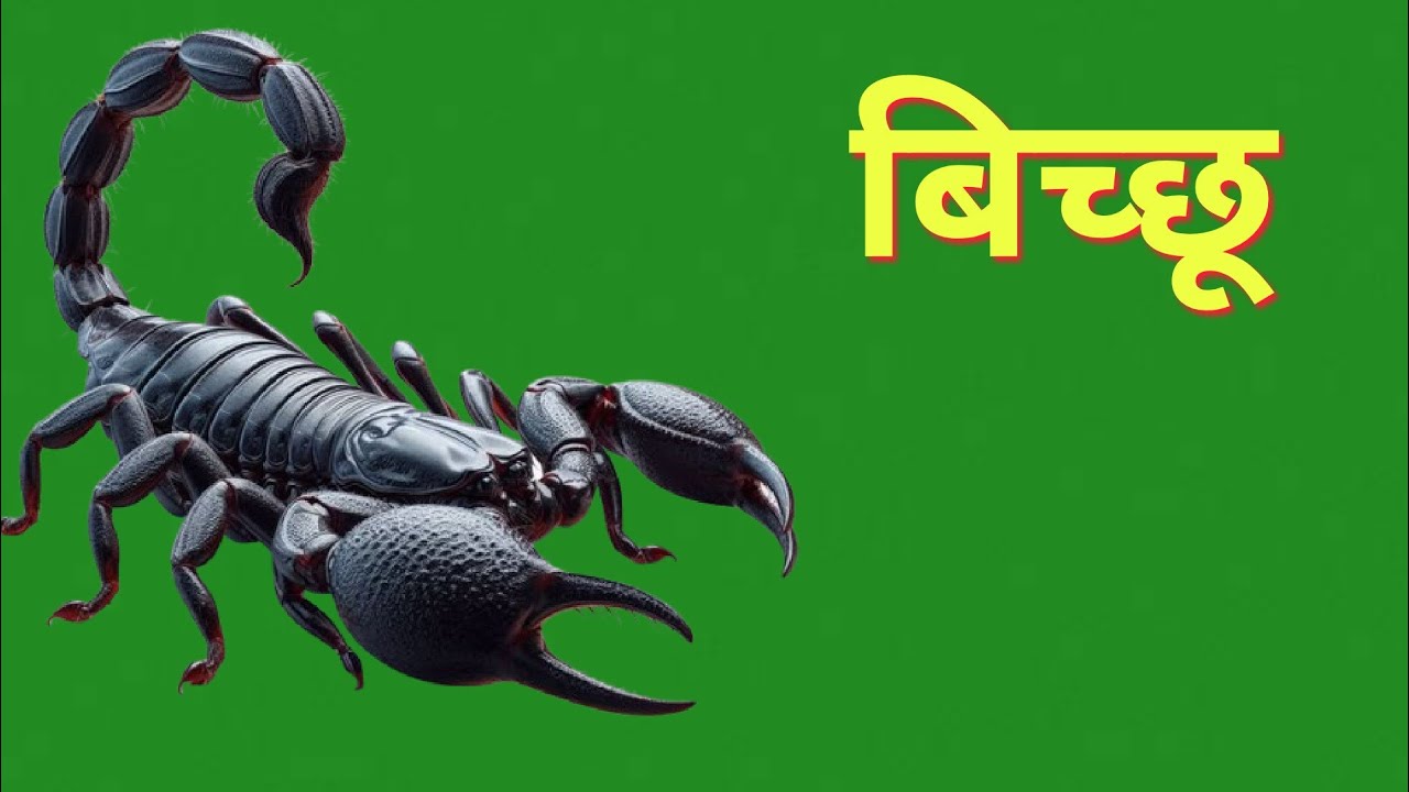 बिच्छू को इंग्लिश में क्या कहते हैं ? bichhu ko English mein kya kahate ...