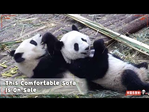 Good News! This Comfortable Panda Sofa Is On Sale! | iPanda - YouTube