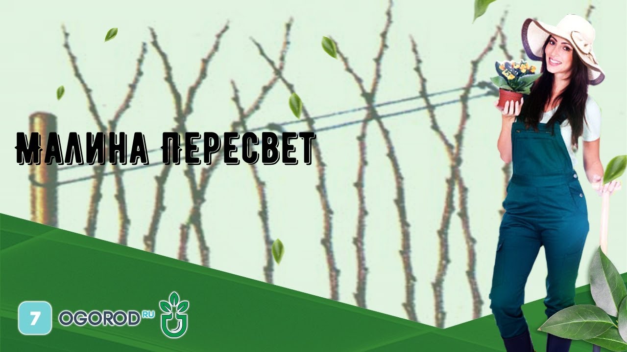 Малина Пересвет - YouTube
