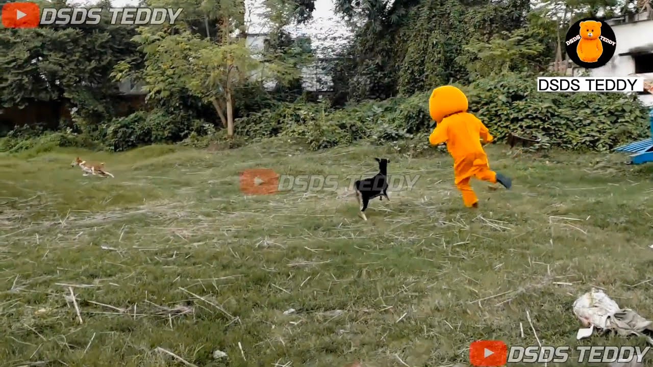 Teddy Bear' So funny 🤣 Angry 🤬😡🤬 crazy dog Reaction public place ...