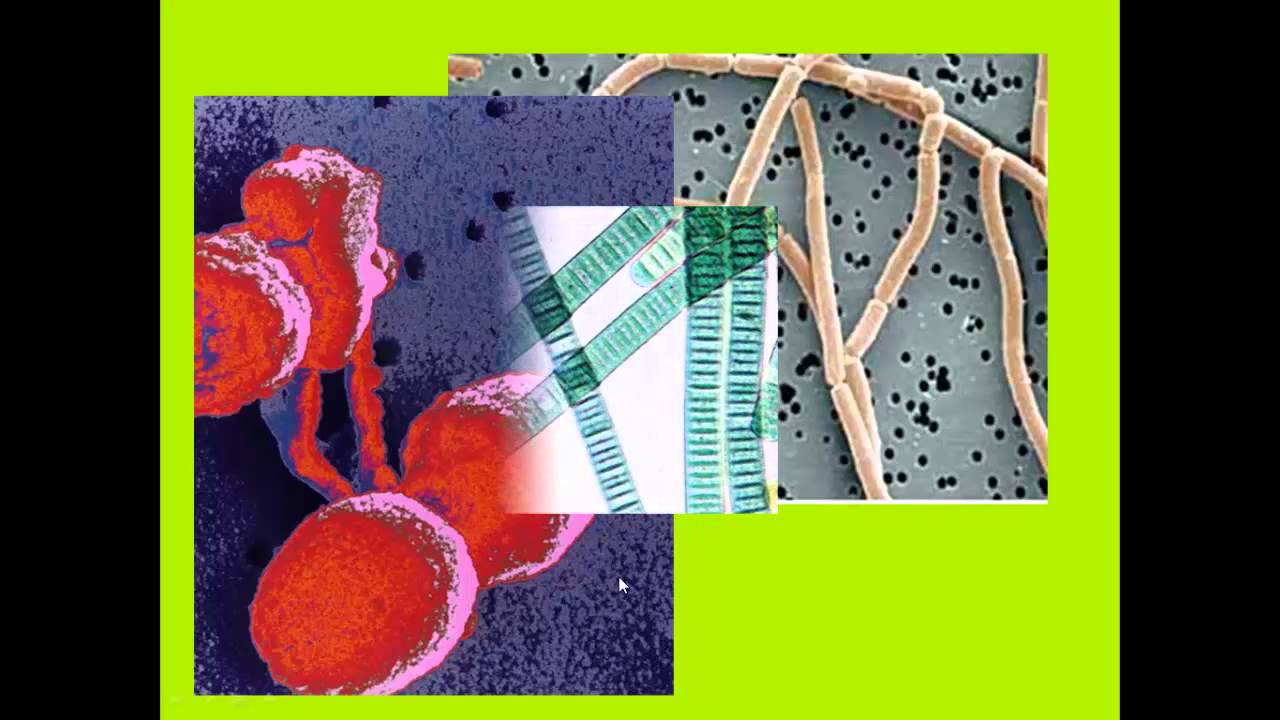 Nature and variety of living organisms for iGCSE Biology - YouTube