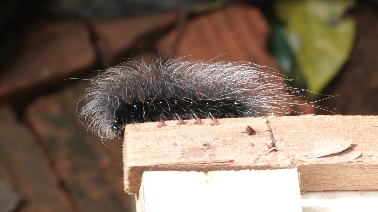 Fuzzy black caterpillar - Insect - YouTube