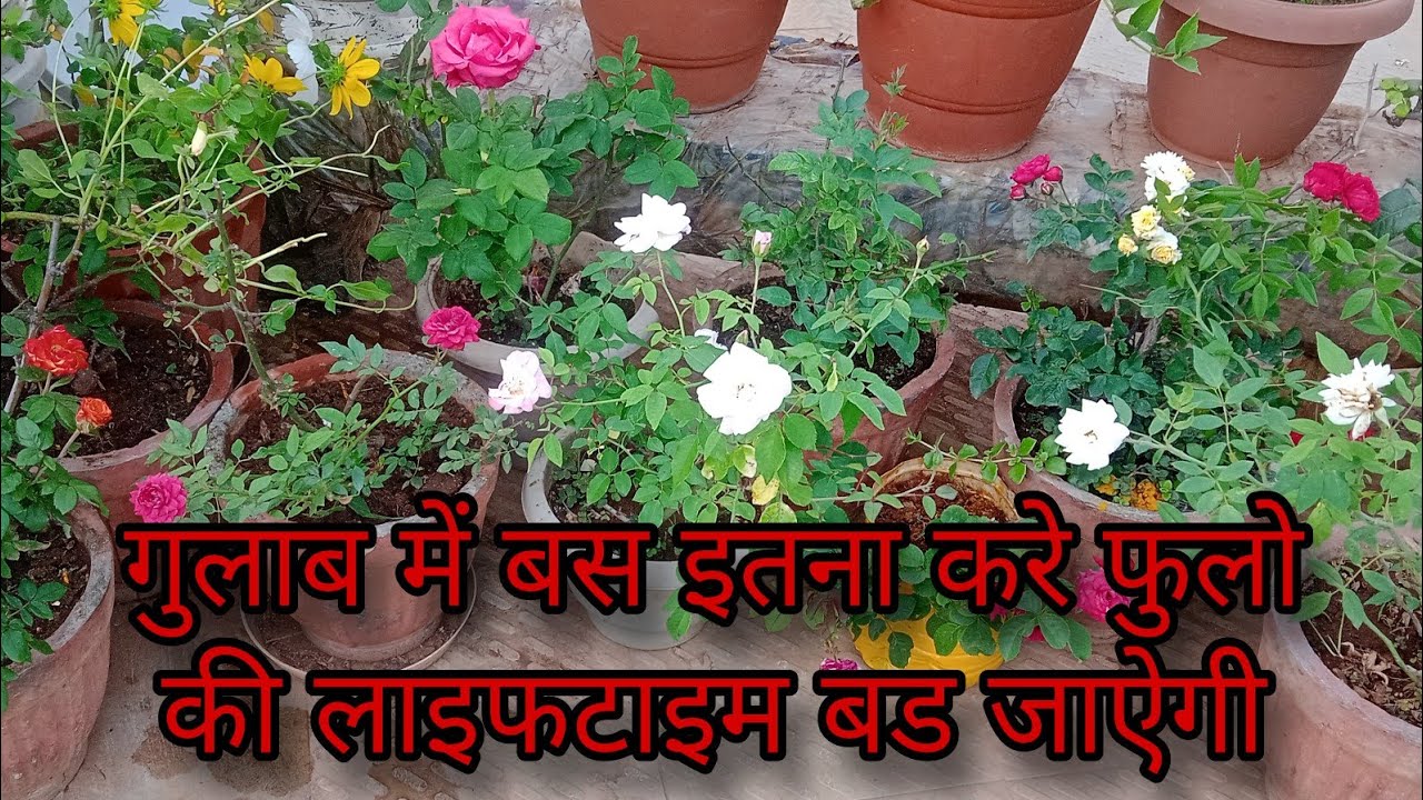 Rose plant care tips/rose plant ke Flowers ke lifetime is Tarah badh ...