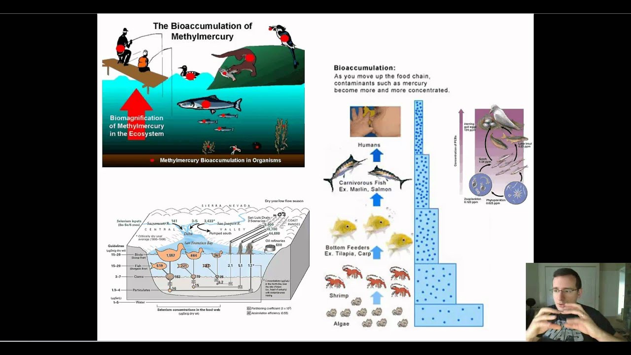 Bioaccumulation & Biomagnificaiton - YouTube
