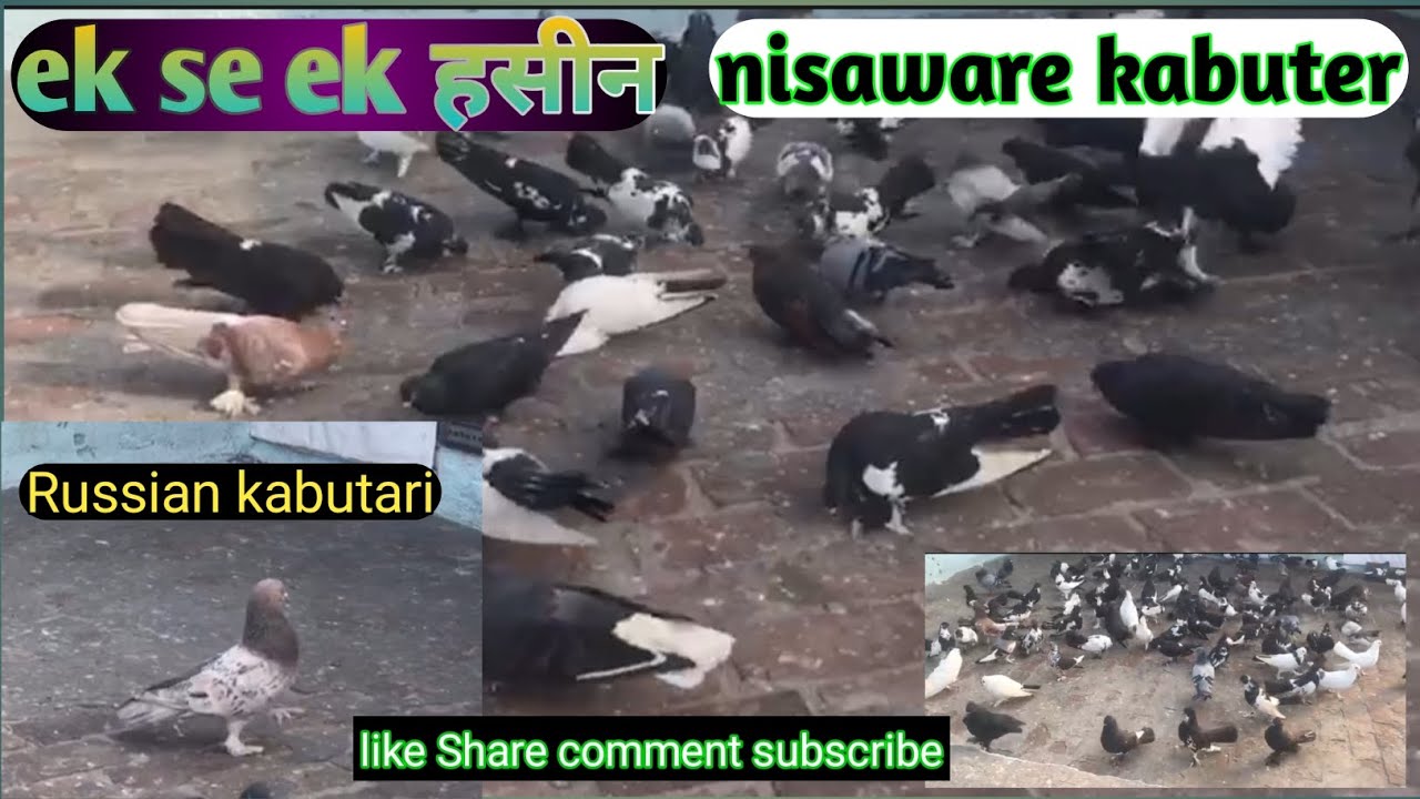 Nisaware kabuter#ek se ek hasin#purani Delhi #Russian kabutari - YouTube